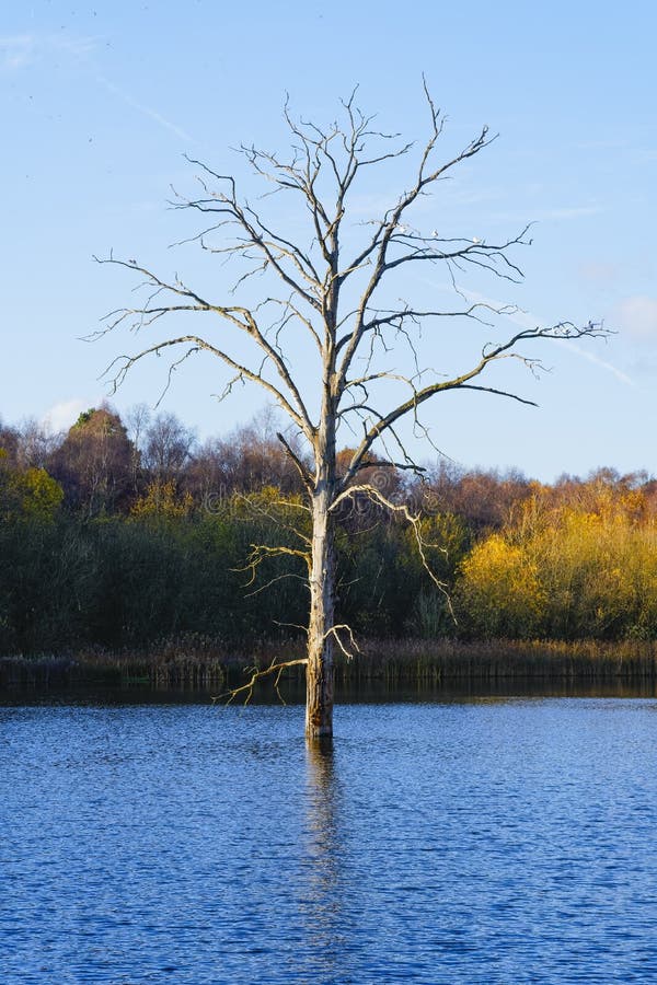Lone Bare Tree Standing in a Shallow Lake Stock Image - Image of ...