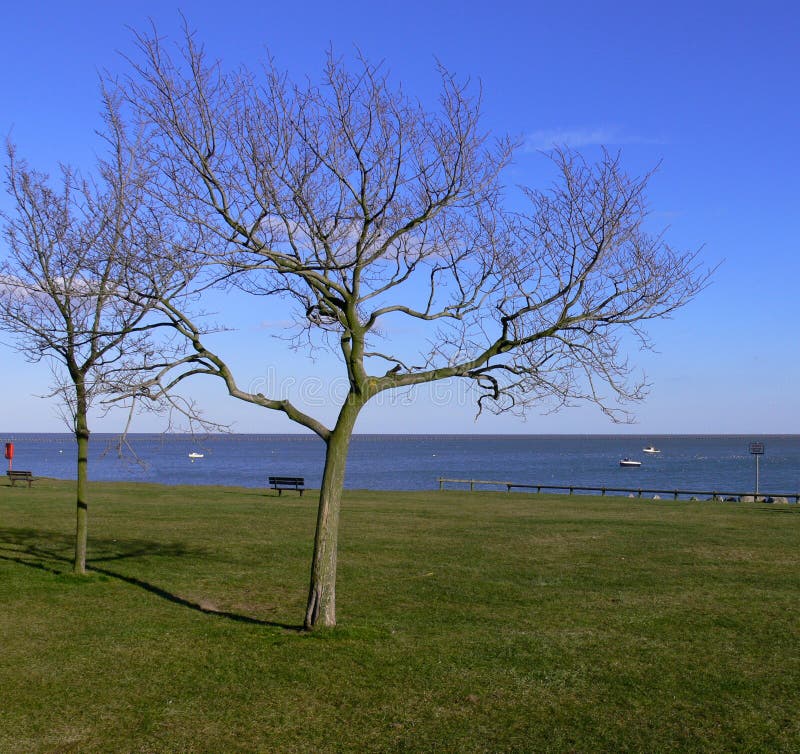 Lone beach tree stock photo. Image of grass, salt, seaweed - 561574