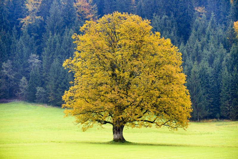 Lone Big Maple Tree in Autumn Stock Photo - Image of bright, lone: 75867850