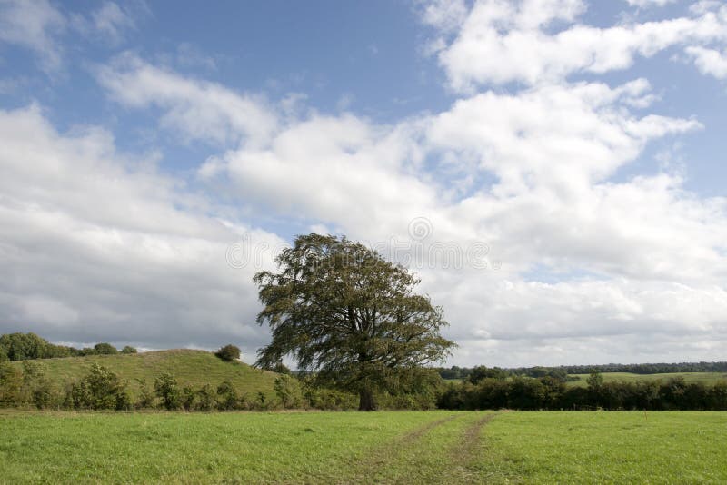 Lone big tree in a field stock photo. Image of clear - 46273132