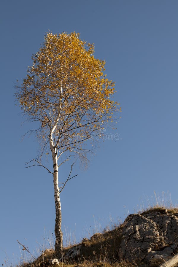 Lone birch stock image. Image of grass, blue, clear, autumn - 61955801
