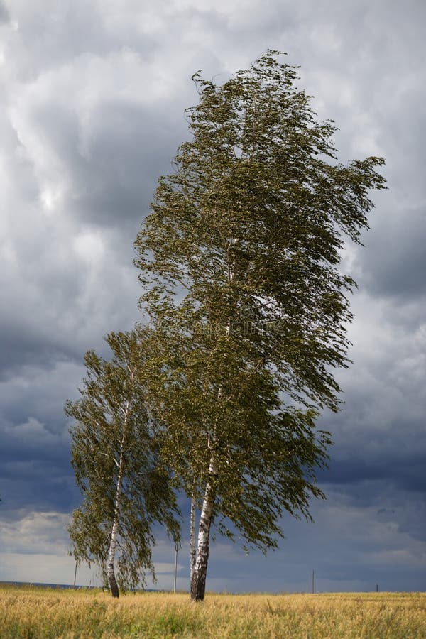 A Lone Birch Tree Under a Stormy Sky with Clouds Stock Image - Image of ...