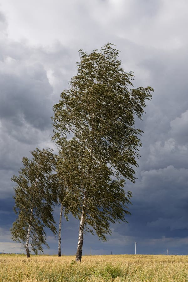 A Lone Birch Tree Under a Stormy Sky with Clouds Stock Photo - Image of ...