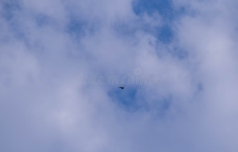 The Lone Bird stock photo. Image of border, countryside - 153749776