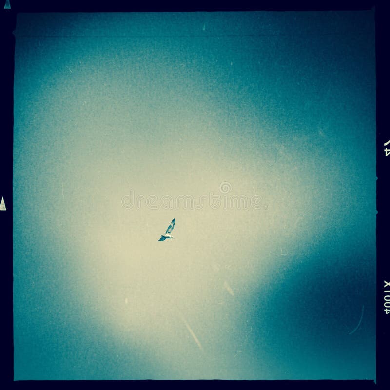 Lone bird flying stock image. Image of retro, grainy - 69579841