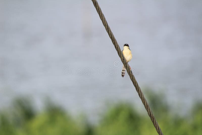The Lone Bird stock photo. Image of border, countryside - 153749776