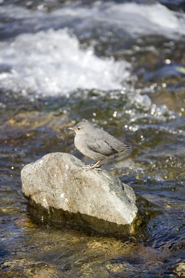 Lone bird on river rock stock photo. Image of small, river - 32411784