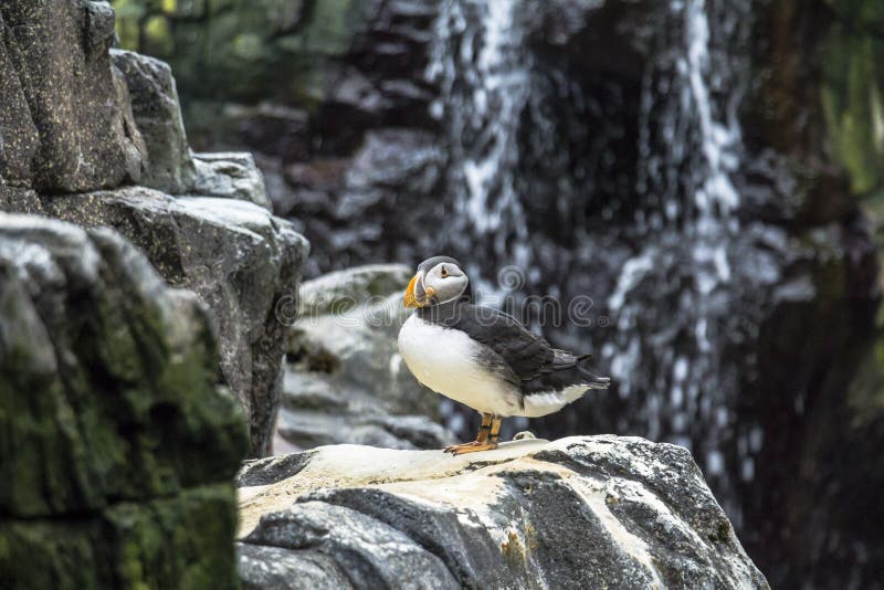 Lone Bird Sitting on Stone, Ocenario, Lisboa Stock Photo - Image of ...