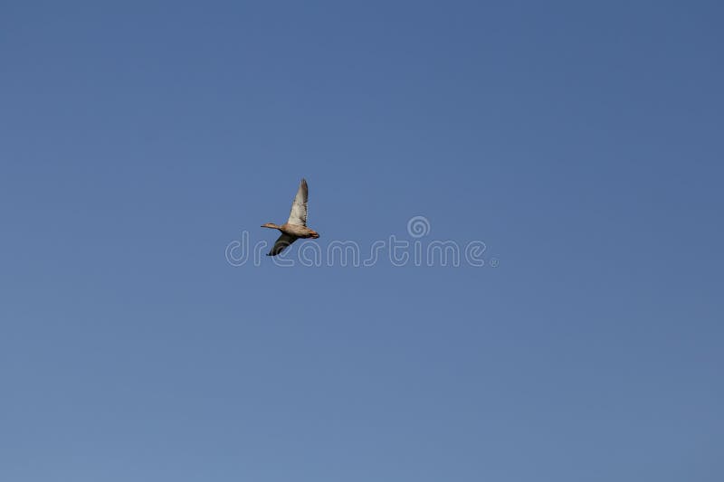 Lone Bird Soaring in Clear Blue Sky Stock Image - Image of person ...