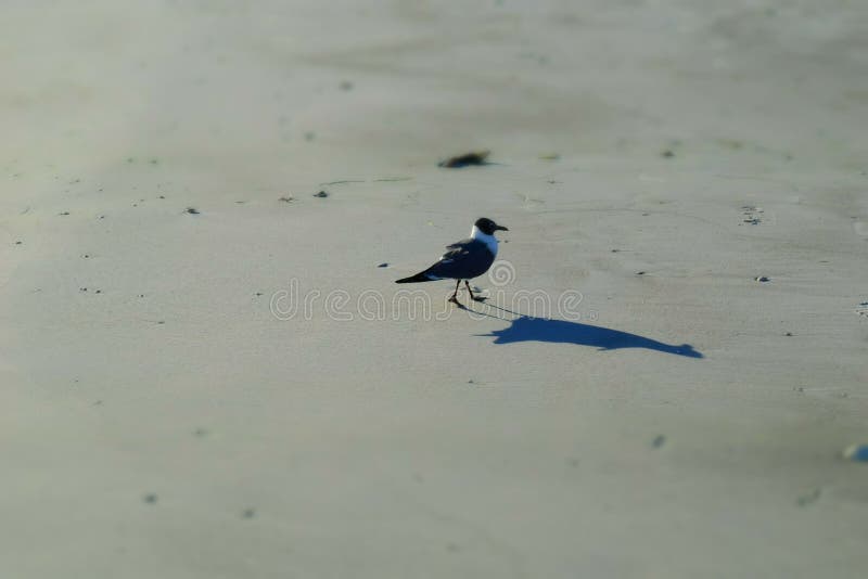 Small beach bird stock photo. Image of shadow, sand - 108792260