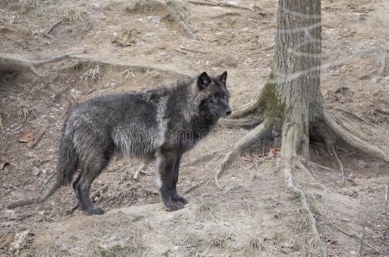Lone Black Wolf Walking in Winter in Canada Stock Photo - Image of ...