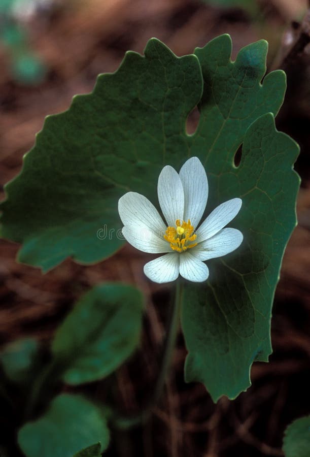 Bloodroot, single bloom stock image. Image of bloom - 169887277