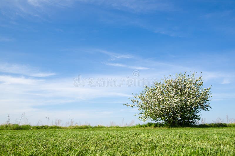 Lone Blossom Apple Tree at Blue Sky Stock Photo - Image of branch ...