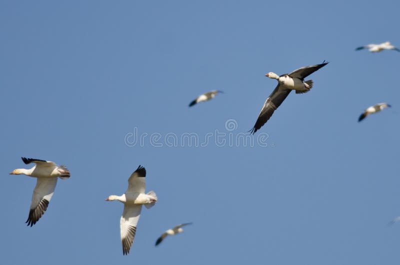 Blue Goose Feathers on a White Isolated Background Stock Photo - Image ...