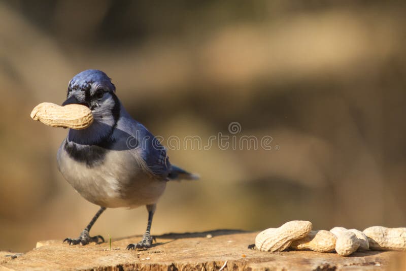 A Lone Blue Jay with Peanuts Stock Image - Image of nest, america: 80053341