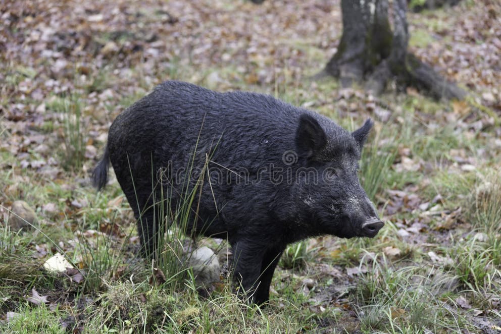 Lone boar in the woods stock image. Image of europe, asia - 45825563