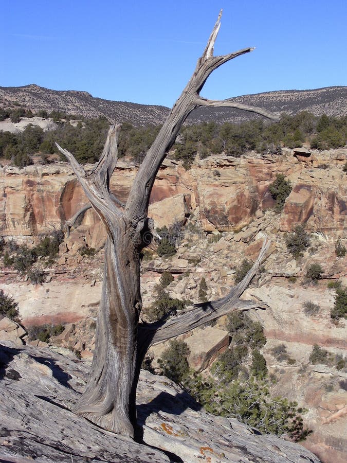 Lone Tree stock image. Image of pine, bare, utah, pinon - 660955