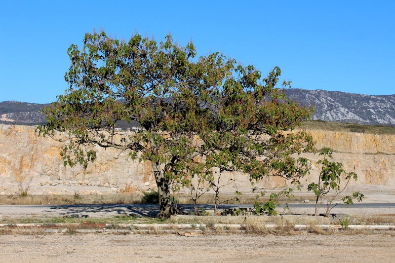 Lone Broadleaf Tree on Quarry Edge with Mountain Backdrop Stock Photo ...