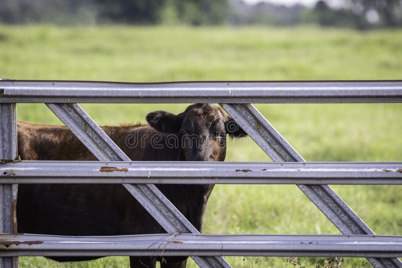Single Brown Cow Behind Metal Gate Stock Photo - Image of looking ...