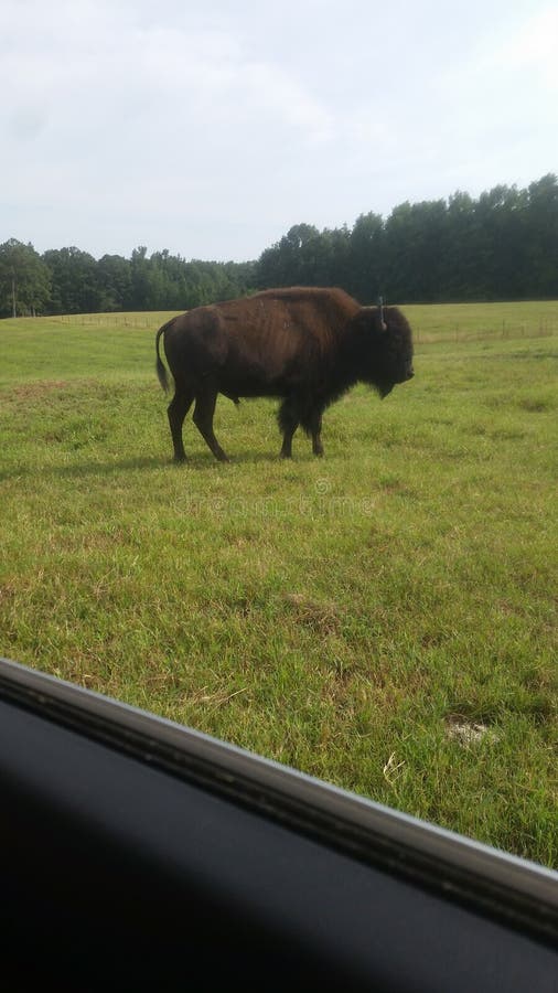Lone buffalo gazing stock photo. Image of prairie, plain - 249317966