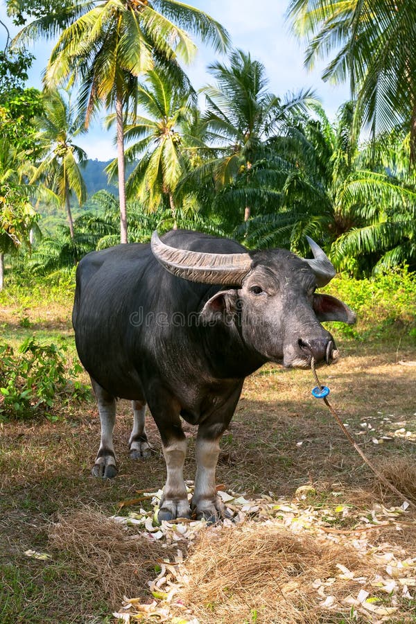 Lone Buffalo stock image. Image of bull, dangerous, munch - 50587671
