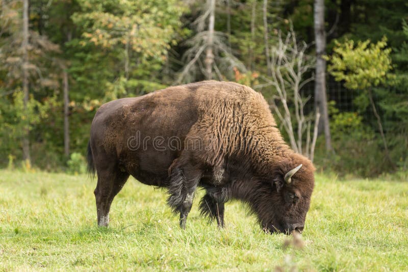 A Lone Buffalo in the Woods Stock Photo - Image of horns, animal: 78193666