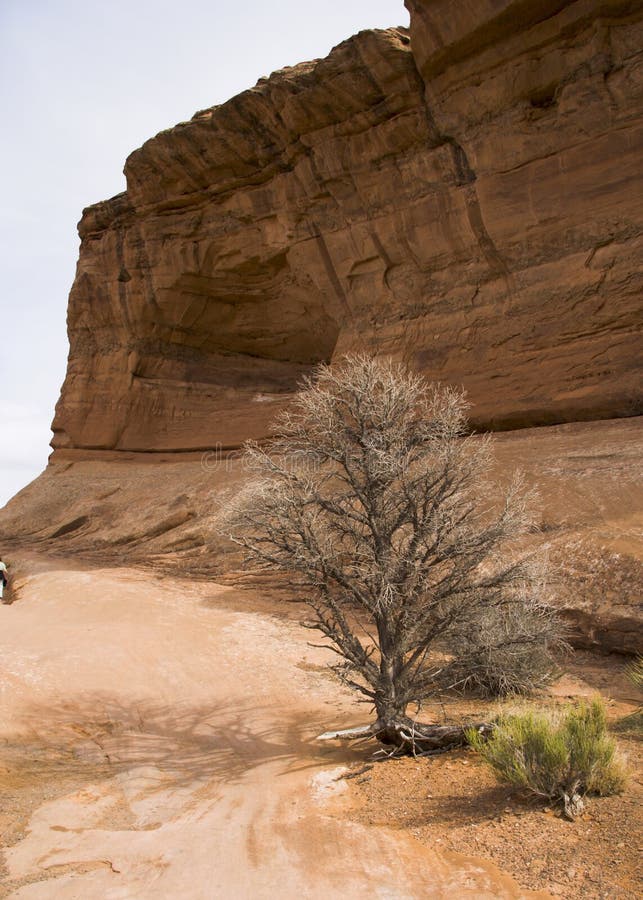 Lone Bush stock image. Image of isolated, stone, tree - 3063573