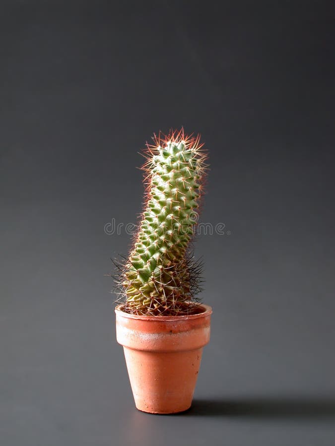 Lone Cactus stock photo. Image of plant, teracotta, cactus - 3406