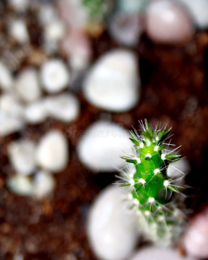 Lone cactus stock image. Image of care, herbal, acantha - 12840775