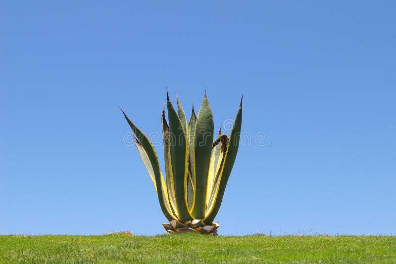 Lone Cactus stock image. Image of prickly, cactaceae, sunny - 3501079