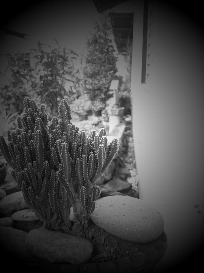 Lone Cactus stock image. Image of lone, photograph, oldpicture - 121180573