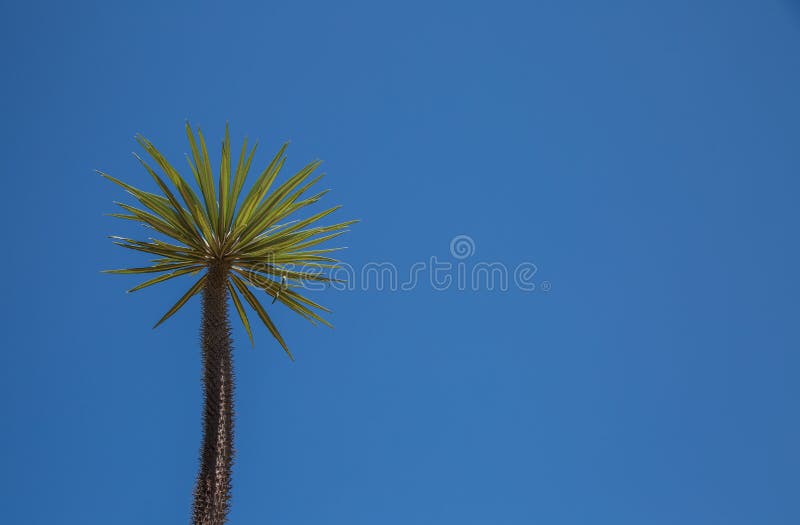 Lone Cactus stock photo. Image of plant, teracotta, cactus - 3406