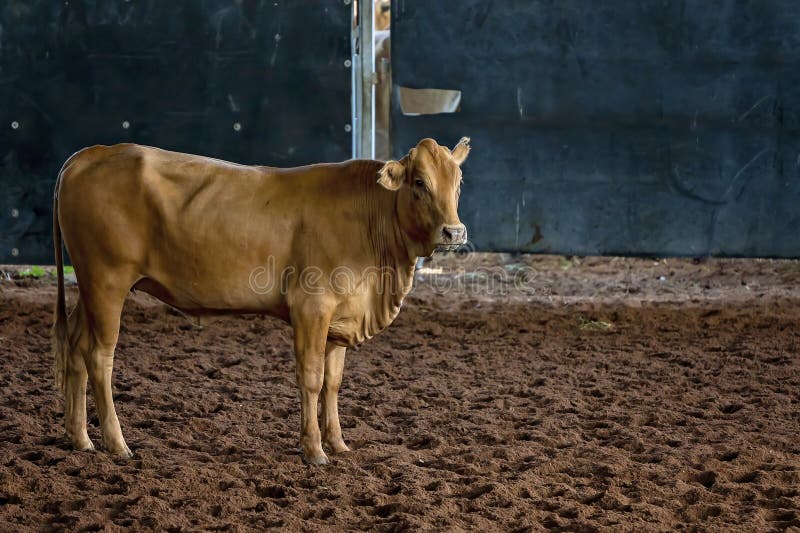 Lone Calf in Rodeo Arena stock image. Image of cattle - 213936507