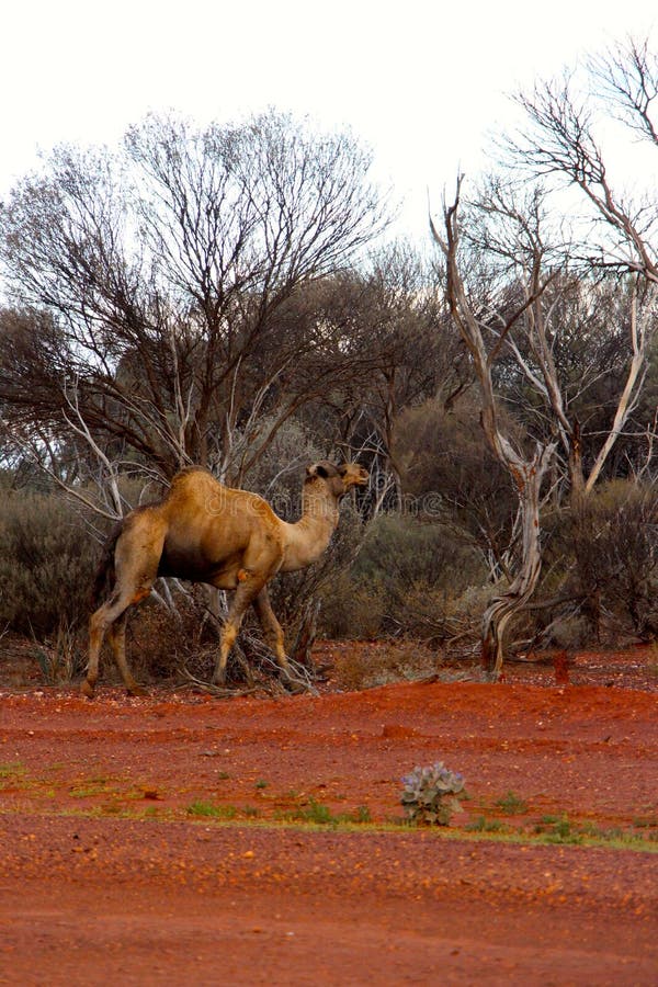Lone Camel in the Australian Desert Stock Photo - Image of brown ...
