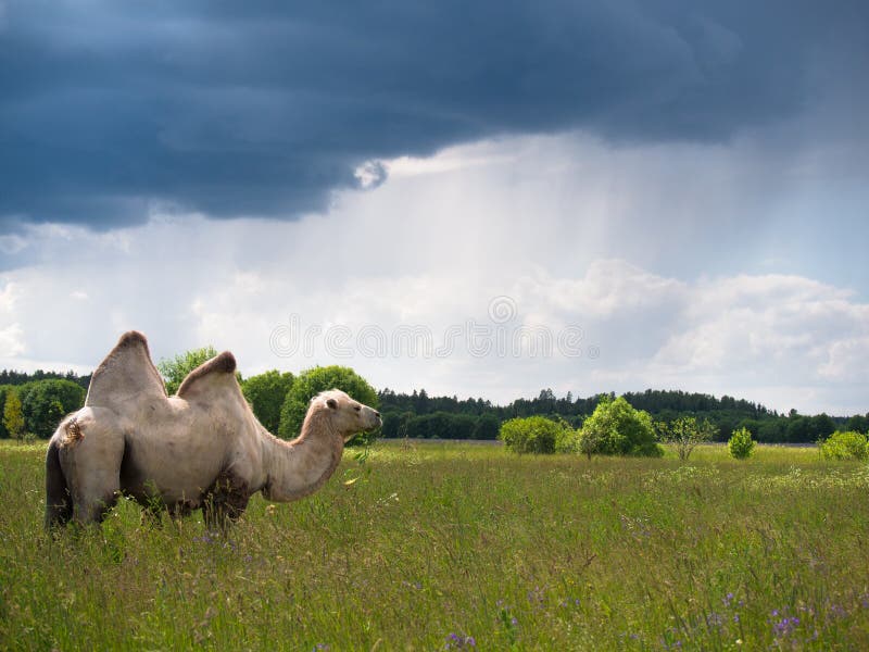 Camel in forest stock photo. Image of place, eating - 117989614