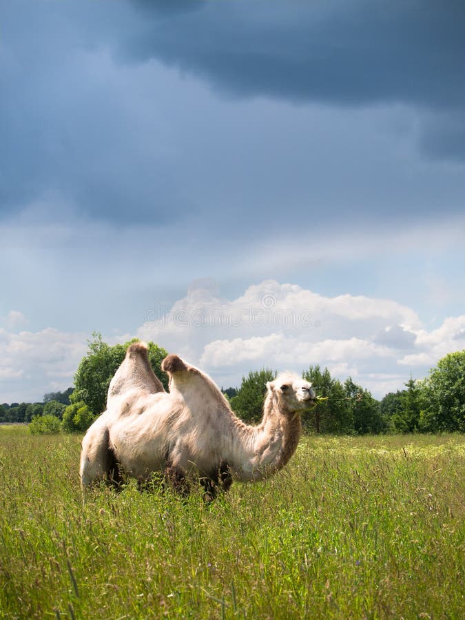 Camel in forest stock photo. Image of place, eating - 117989614