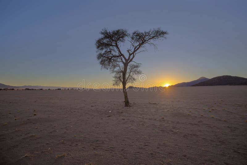 Lone Camel Thorn Tree in Arid Namib Desert Stock Image - Image of ...