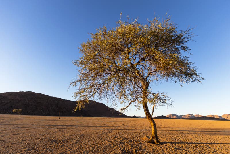 Lone Camel Thorn Tree in Namib Desert Stock Photo - Image of arid ...
