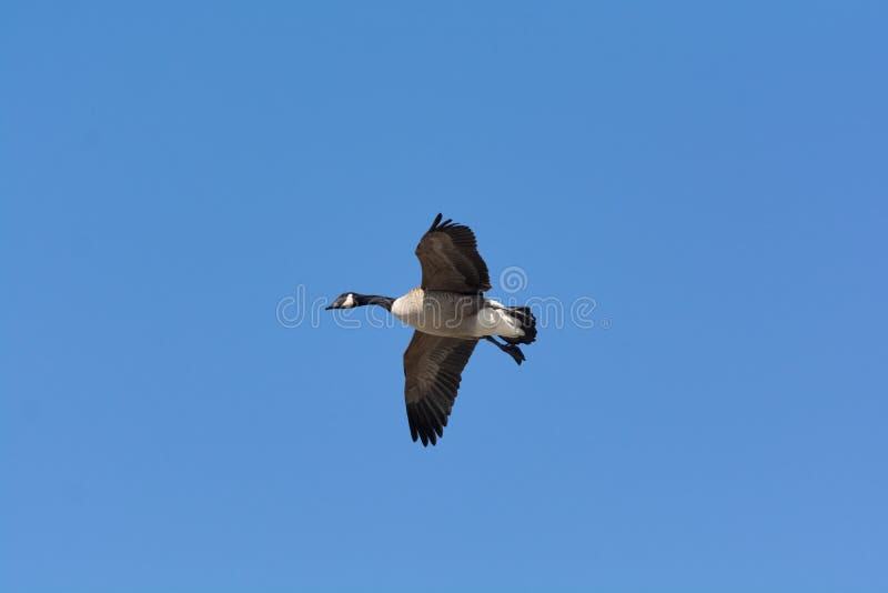Lone Canada Goose Along Crescent Lake Stock Photo - Image of portage ...