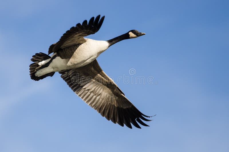 Lone Canada Goose Flying in a Blue Sky Stock Photo - Image of america ...