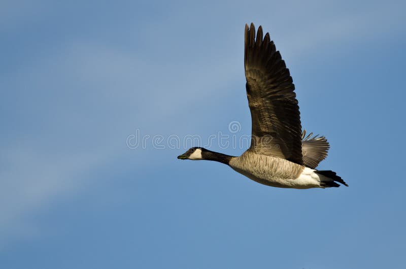 Lone Canada Goose Flying in a Blue Sky Stock Image - Image of black ...