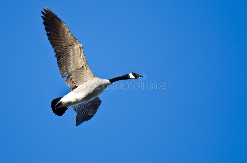 Lone Canada Goose Along Crescent Lake Stock Photo - Image of portage ...