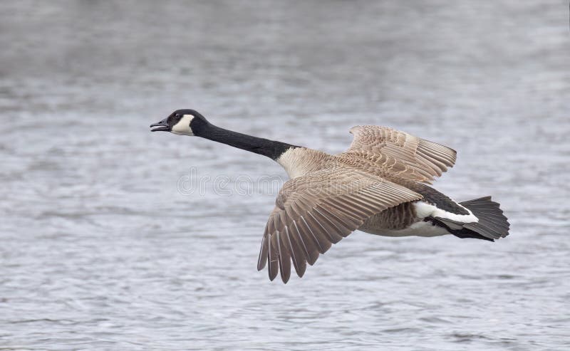 A Lone Canada Goose Flying Over the Ottawa River in a Canadian Winter ...