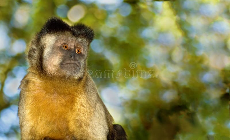 Lone Capuchin Monkey stock image. Image of faced, capucinus - 32358217