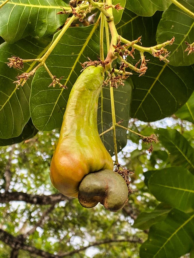 Lone Cashew stock image. Image of plant, produce, deciduous - 381651755