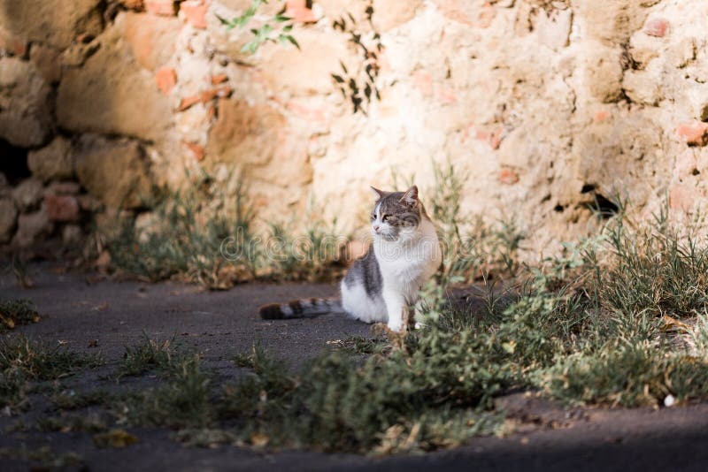 A Lone Cat is Basking in the Sun Stock Image - Image of street ...
