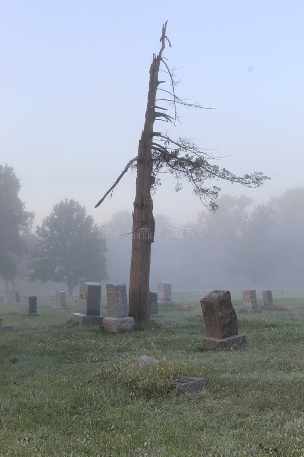 Lone Cedar Tree stock image. Image of kansas, morning - 159367451