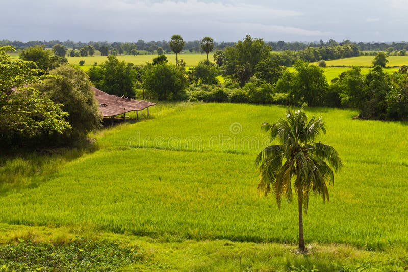 Lone Coconut Tree Countryside Stock Image - Image of agriculture ...