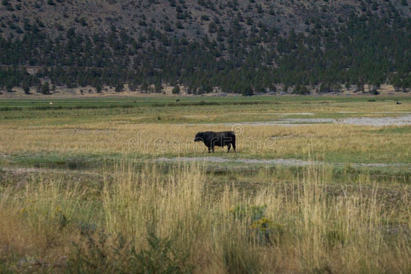 A Lone Cow in an Empty Field Stock Photo - Image of industry, natural ...