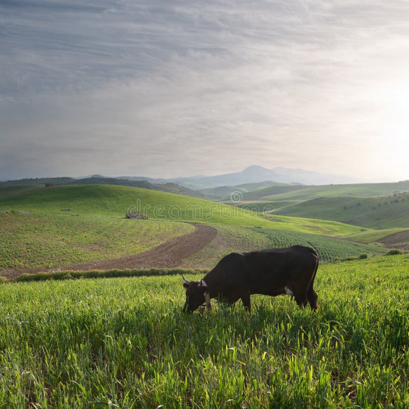 Lone Cow Landscape stock image. Image of green, feeding - 14066323